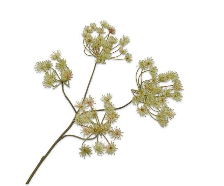 Fruittak citroen citroentak Silk-Ka - IDuMM Shop