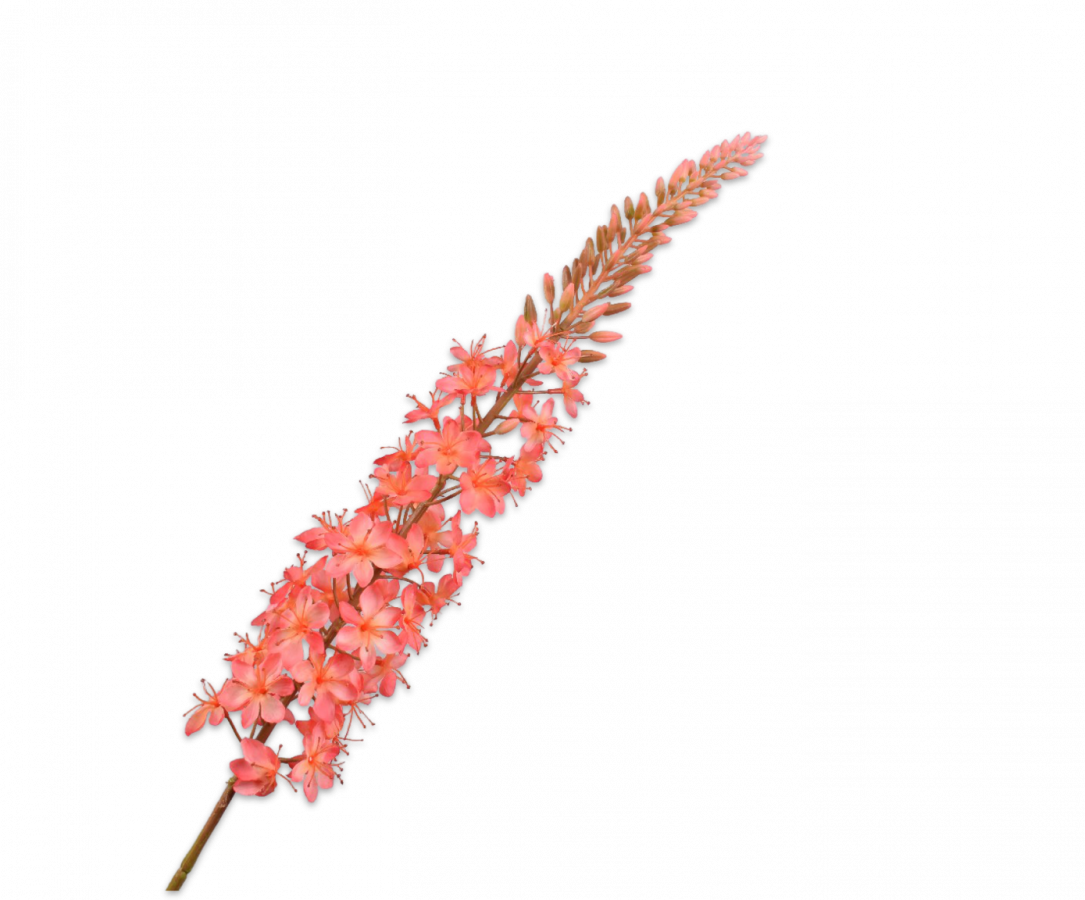 Eremurus steel roze / peach 107 cm Silk-ka - IDuMM Shop