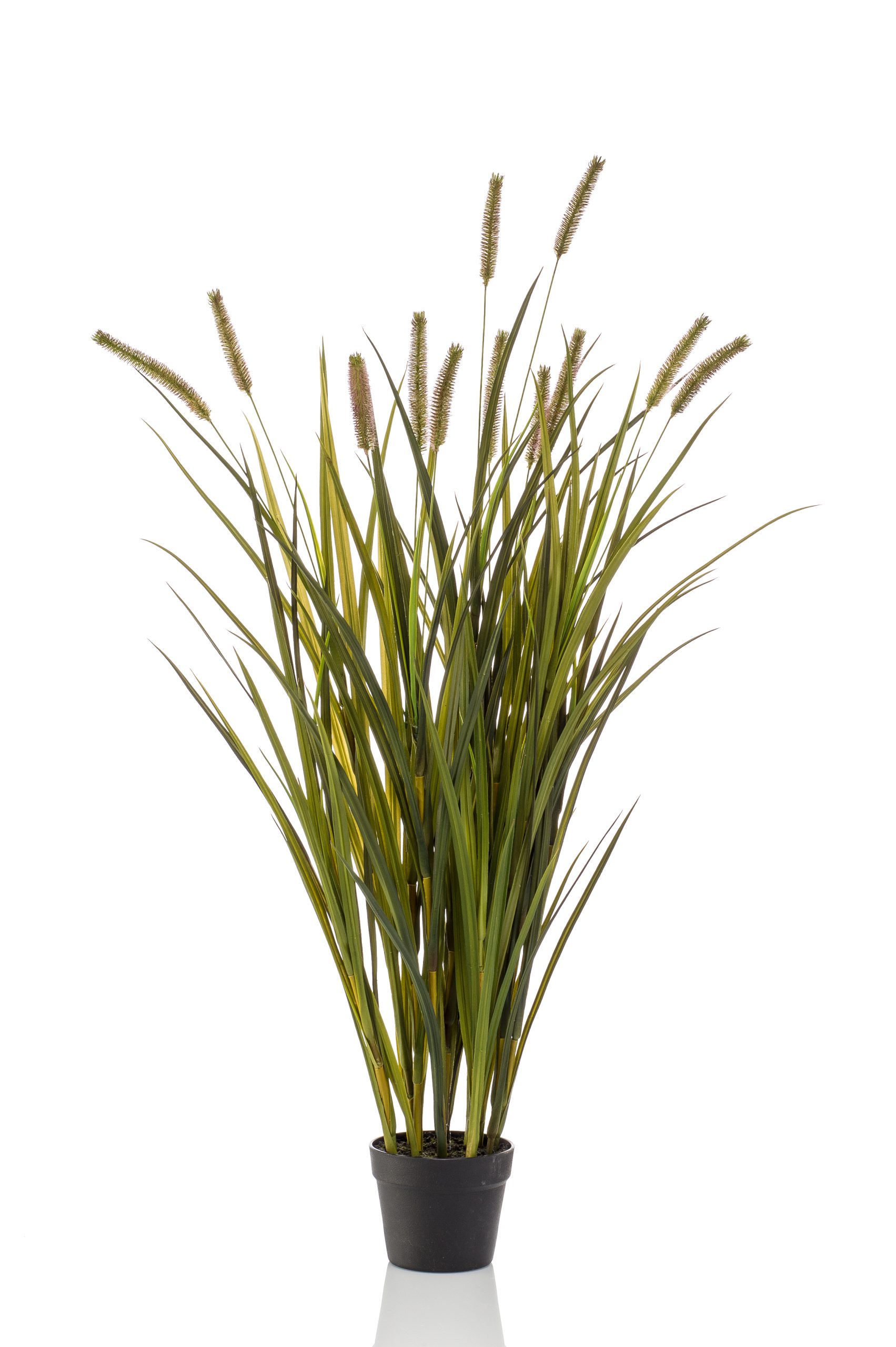 Gras pluim plant - H120 cm - IDuMM Shop
